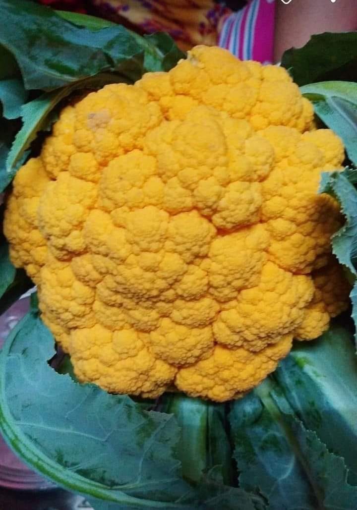 Yellow Cauliflower 200 Seeds ( Syngenta) - SeedsMate