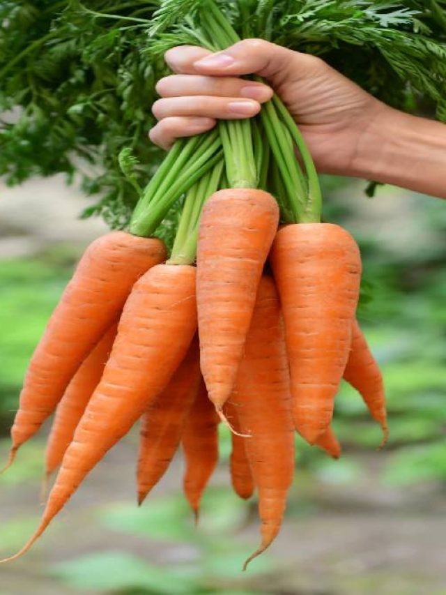 Sweet King Carrot (HY Variety) - SeedsMate