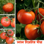 Bangladeshi Best Online Seeds Store For Gardening