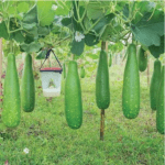 Bangladeshi Best Online Seeds Store For Gardening