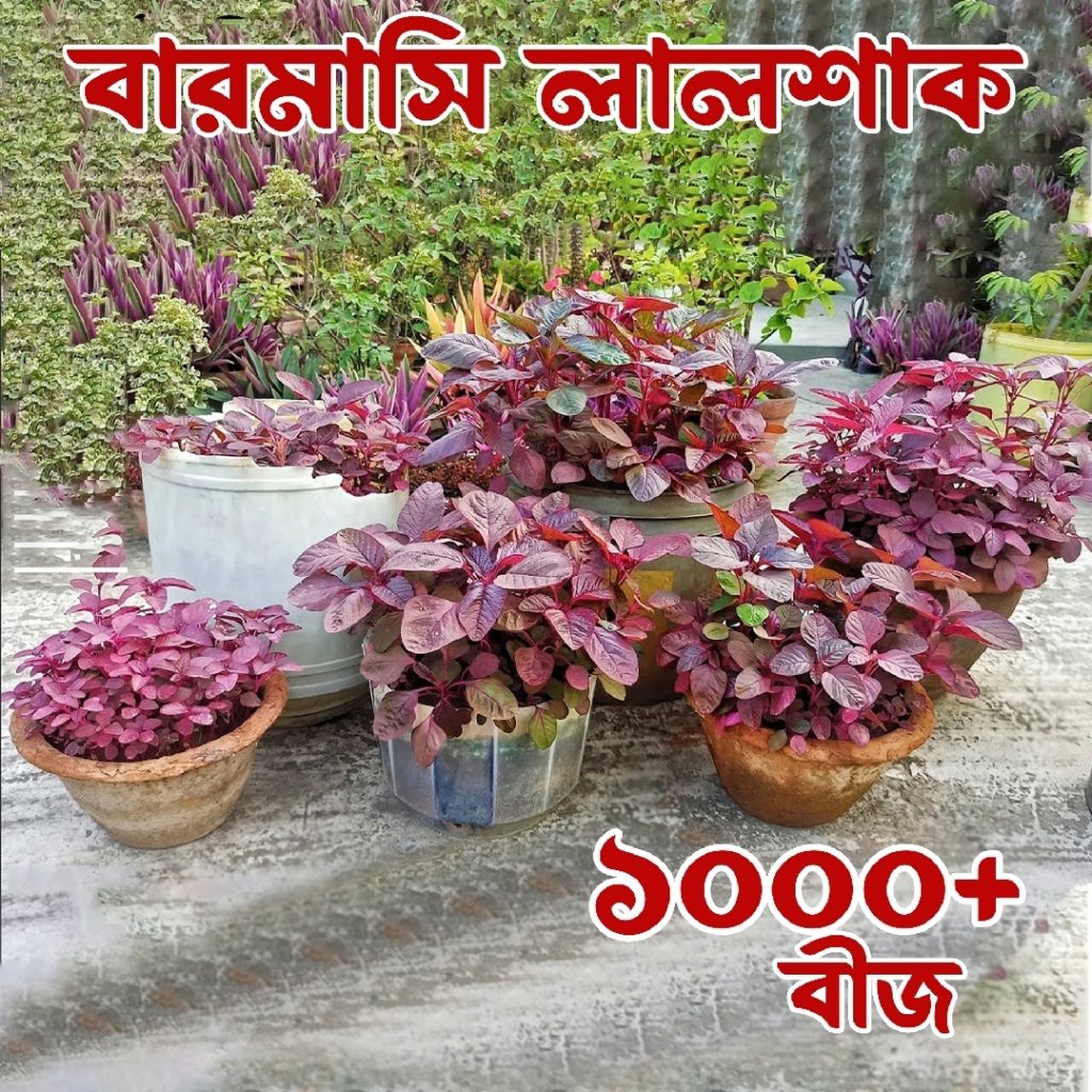 Bangladeshi Biggest eCommerce Seeds Store For Gardening
